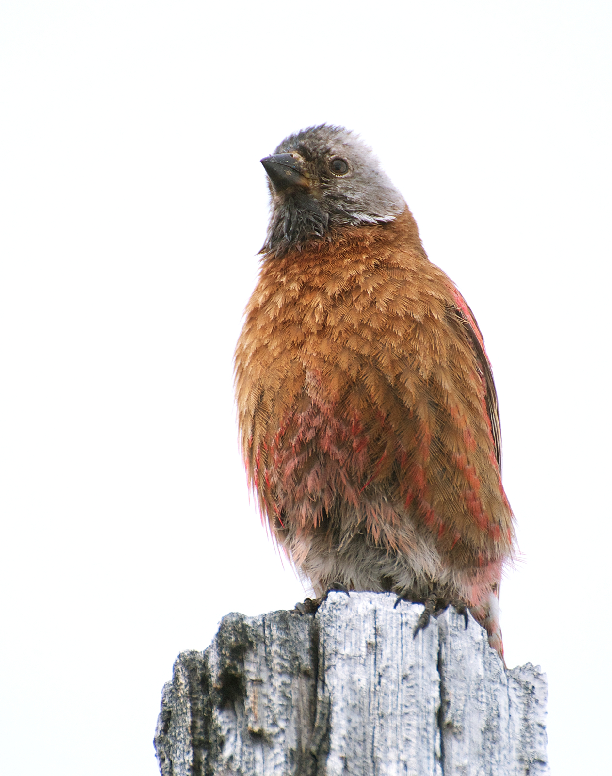 NW Bird Blog: Gray-crowned Rosy-Finch